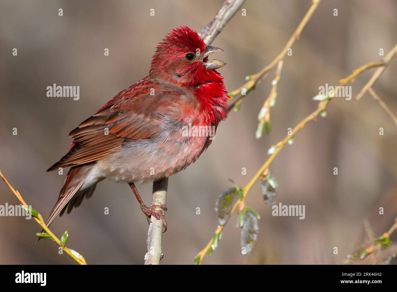 Volwassen mannetje Roodmus; Adult summer Common Rosefinch Stock Photo ...
