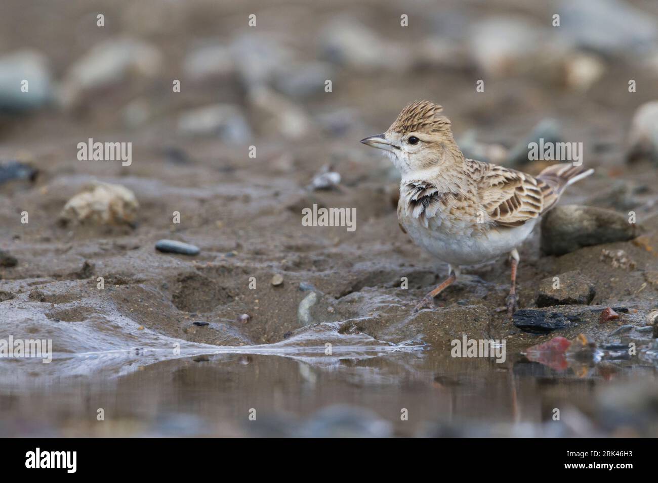 Kortteenleeuwerik; Short-toed Lark; Calandrella brachydactyla ssp ...