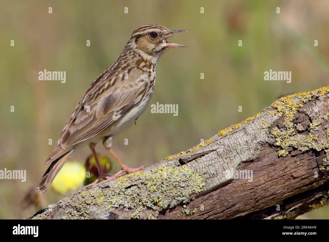 Wood Lark singing from perch; Boomleeuwerik zingend vanaf post Stock ...