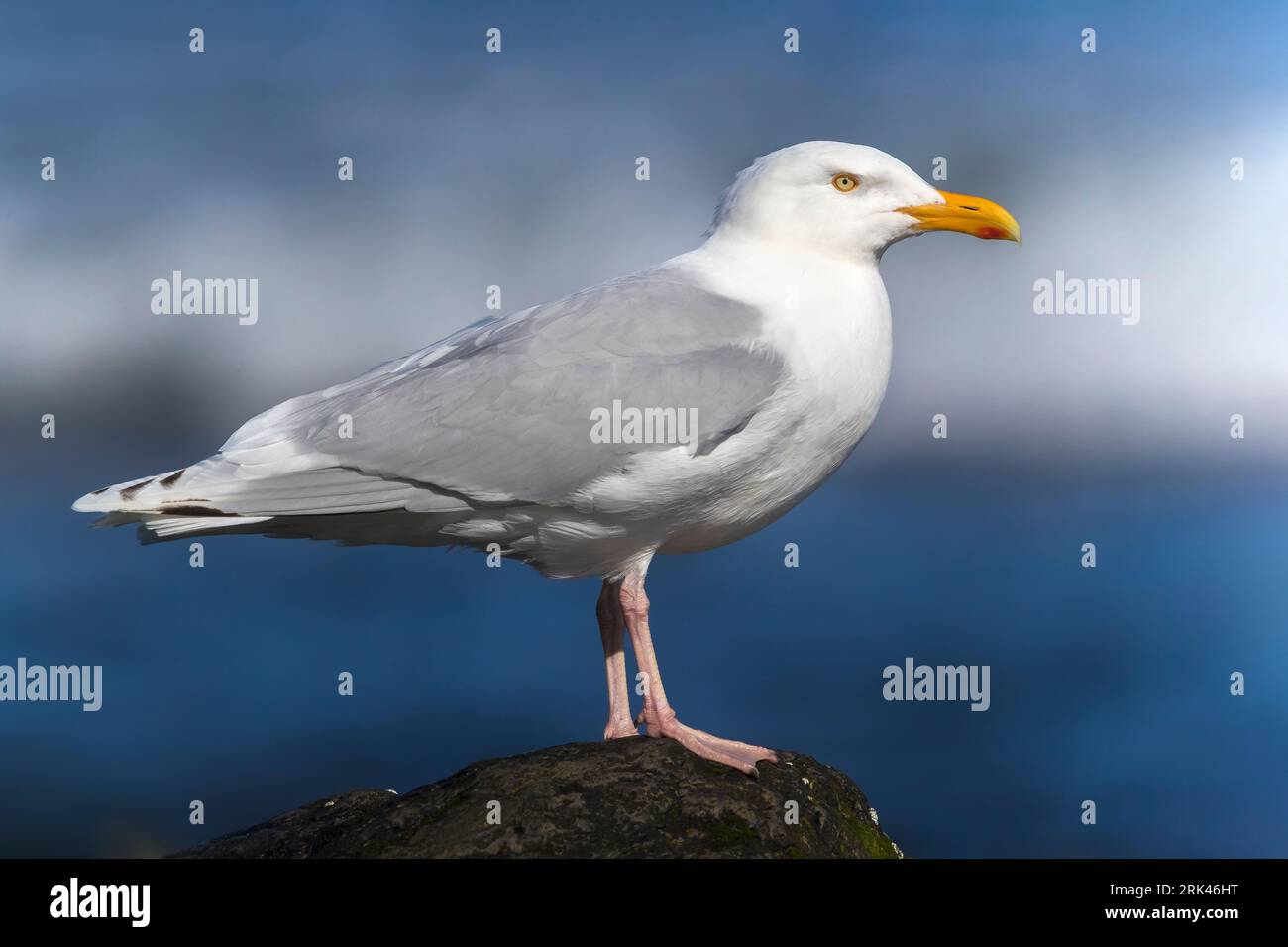 Viking gull hi-res stock photography and images - Alamy