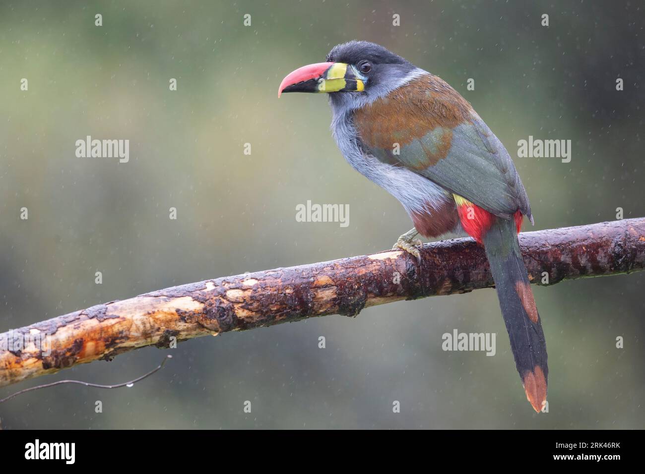 Grey-breasted Mountain Toucan (Andigena hypoglauca hypoglauca) at ...