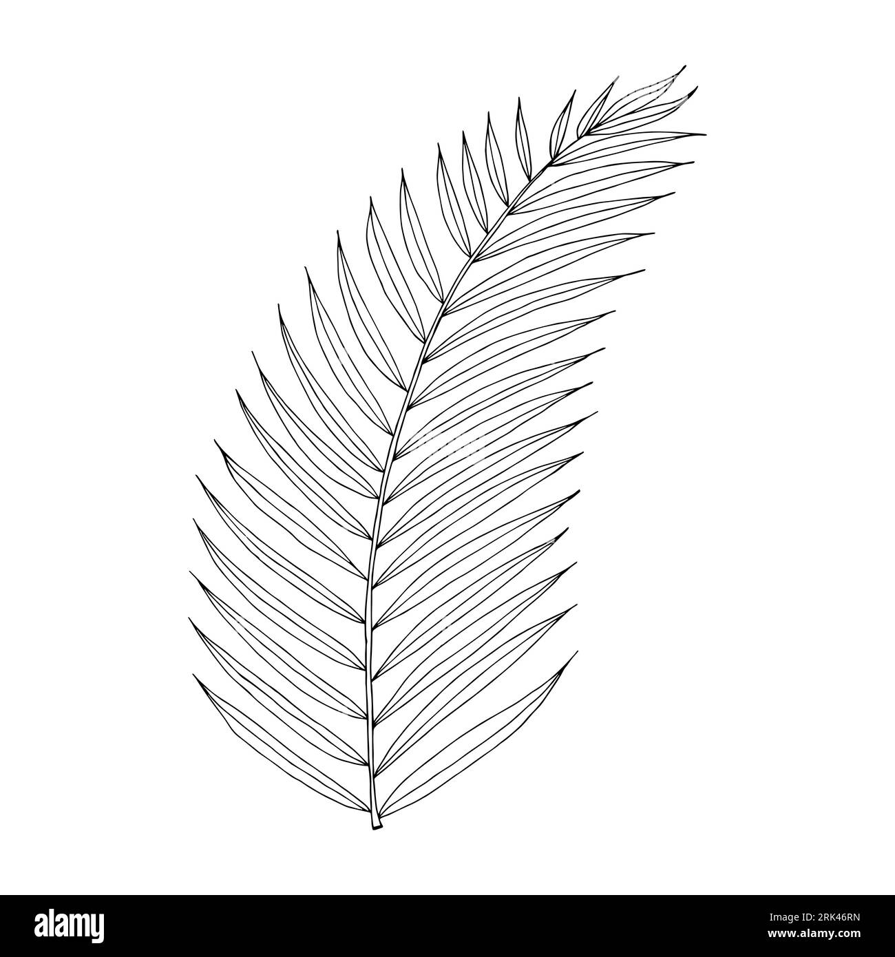 Palm tropical leaf hand drawn vector isolated element for design in ...