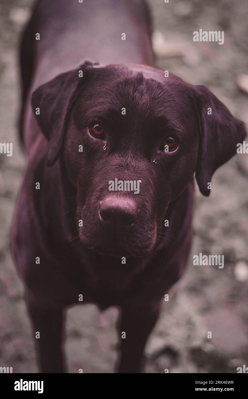 A close-up of a cute, black stray dog looking curiously into the camera ...