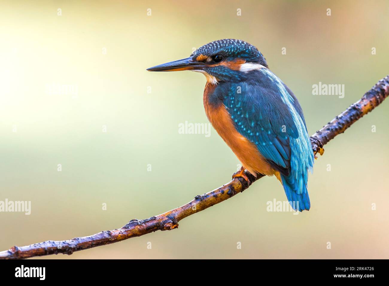 Common Kingfisher; Alcedo atthis Stock Photo - Alamy