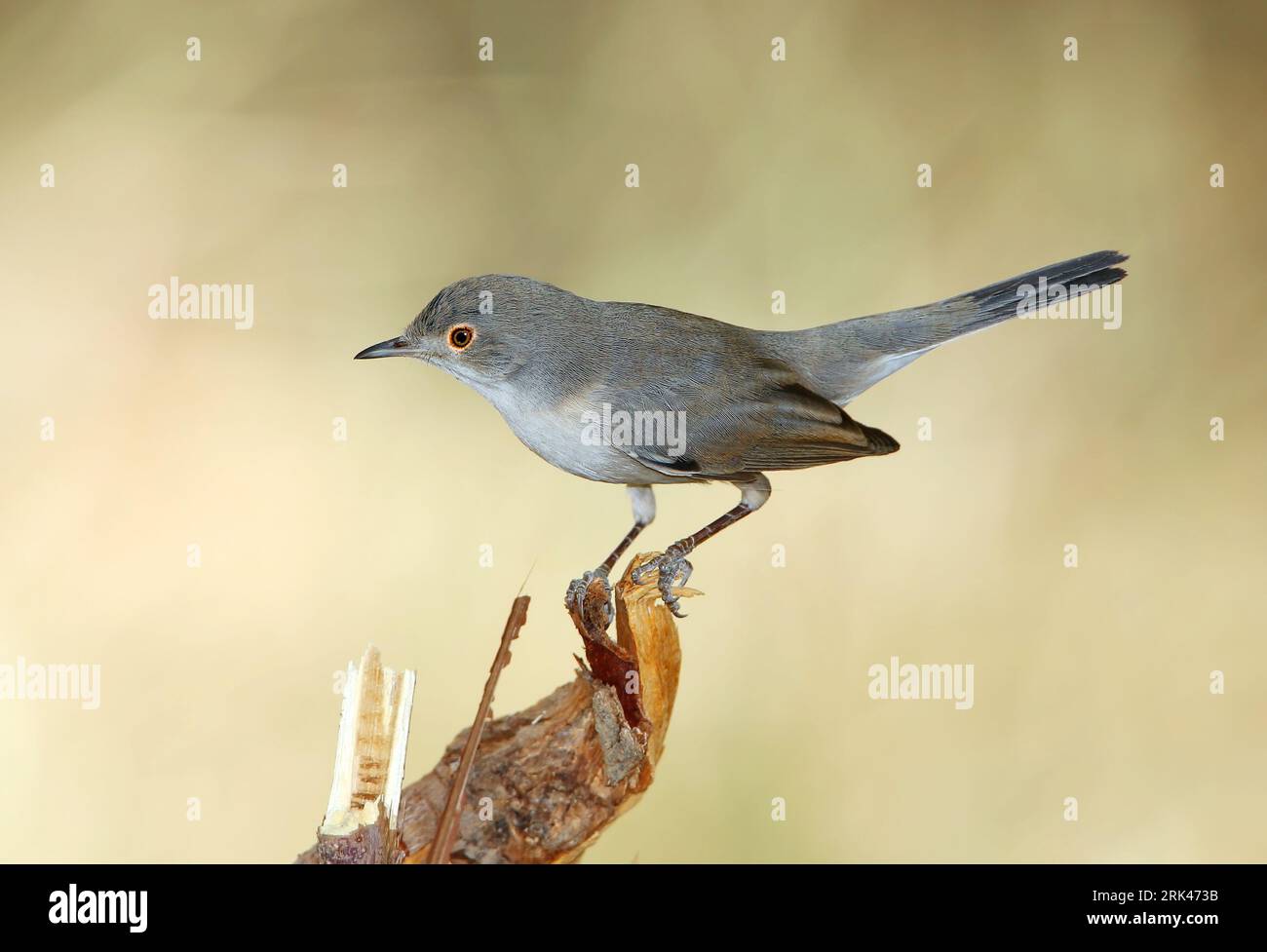 Menetries's Warbler (Sylvia mystacea) during autumn migration at Al ...