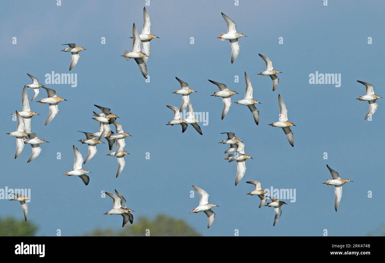Waders in flight hi-res stock photography and images - Alamy