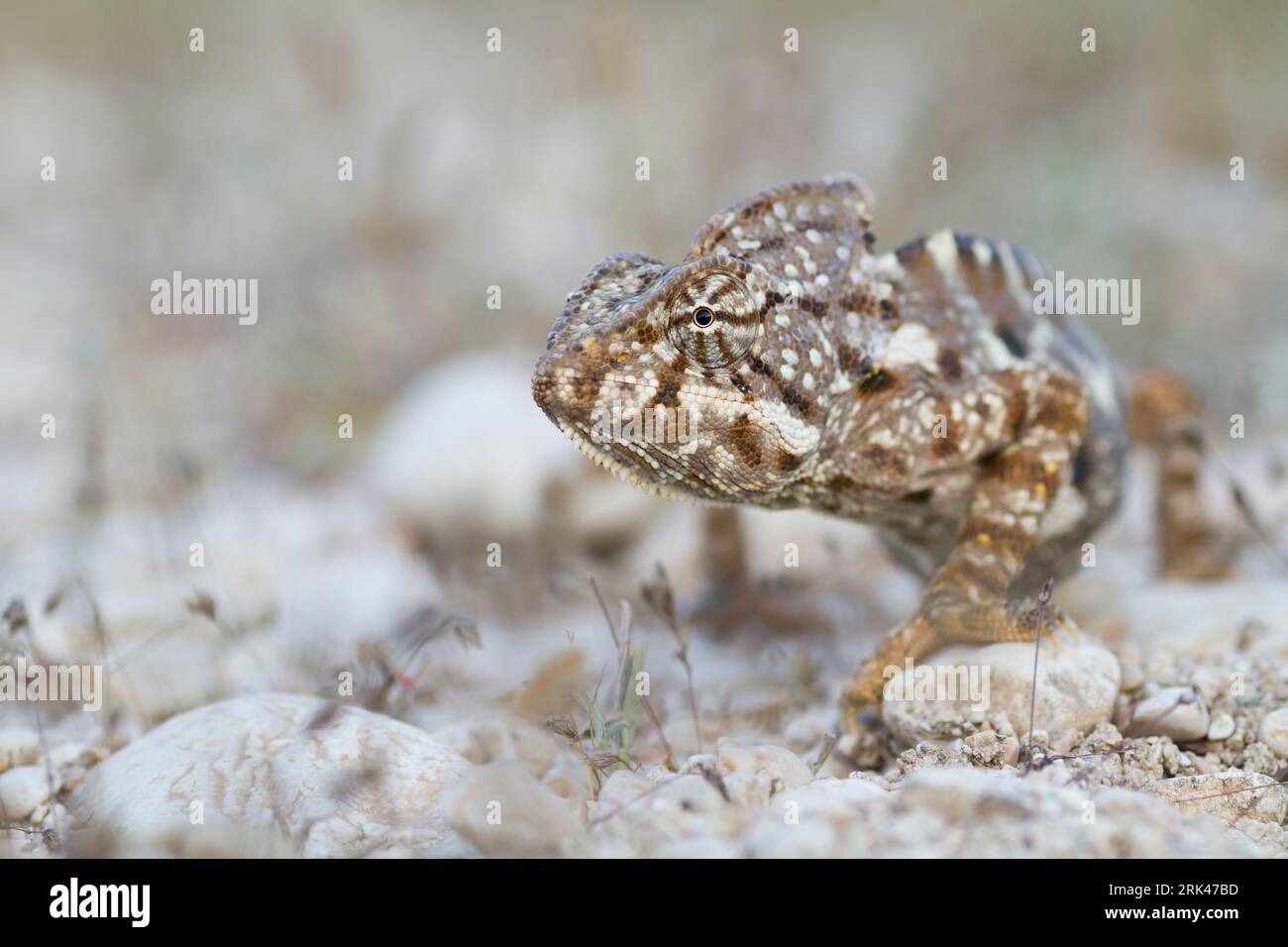 Arabian chameleon (Chamaeleo arabicus), Oman Stock Photo - Alamy