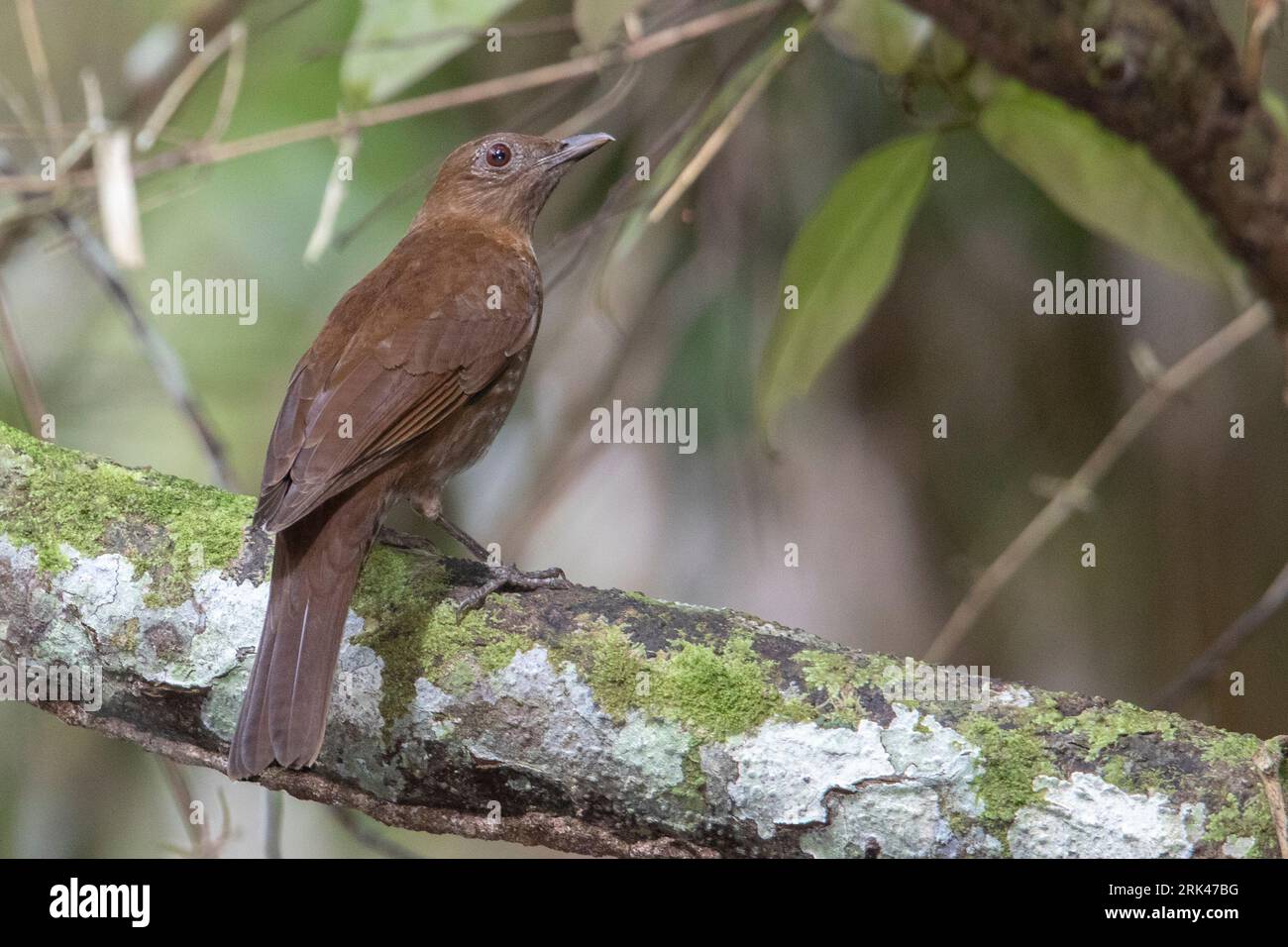 Hauxwells thrush turdus hauxwelli hi-res stock photography and images ...