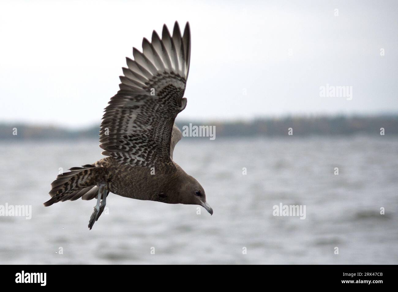 Juvenile Pomarine Jaeger (Stercorarius pomarinus) in flight, side view ...