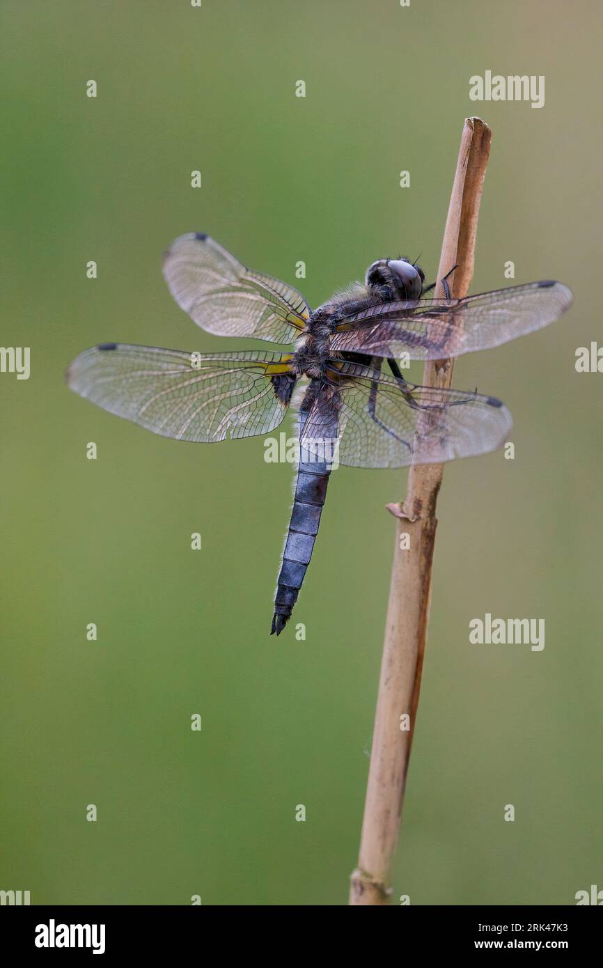 A Male Blue Chaser free on a reed stem Stock Photo - Alamy