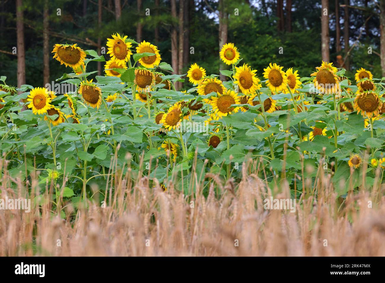 An idyllic landscape with a sprawling sunflower field against the ...