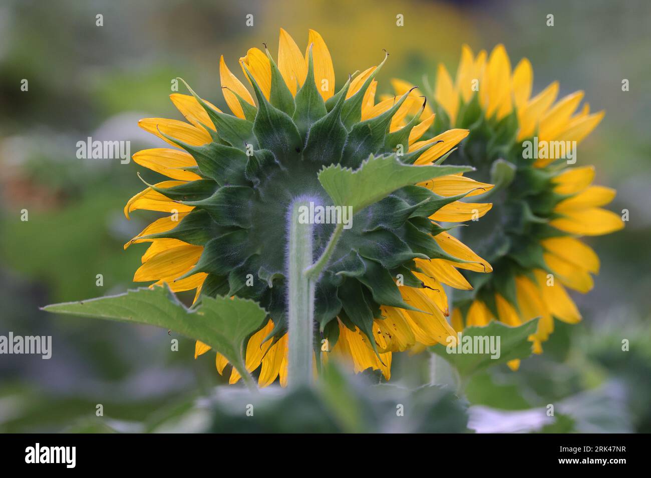 The vibrant large sunflowers in full bloom atop lush green foliage ...