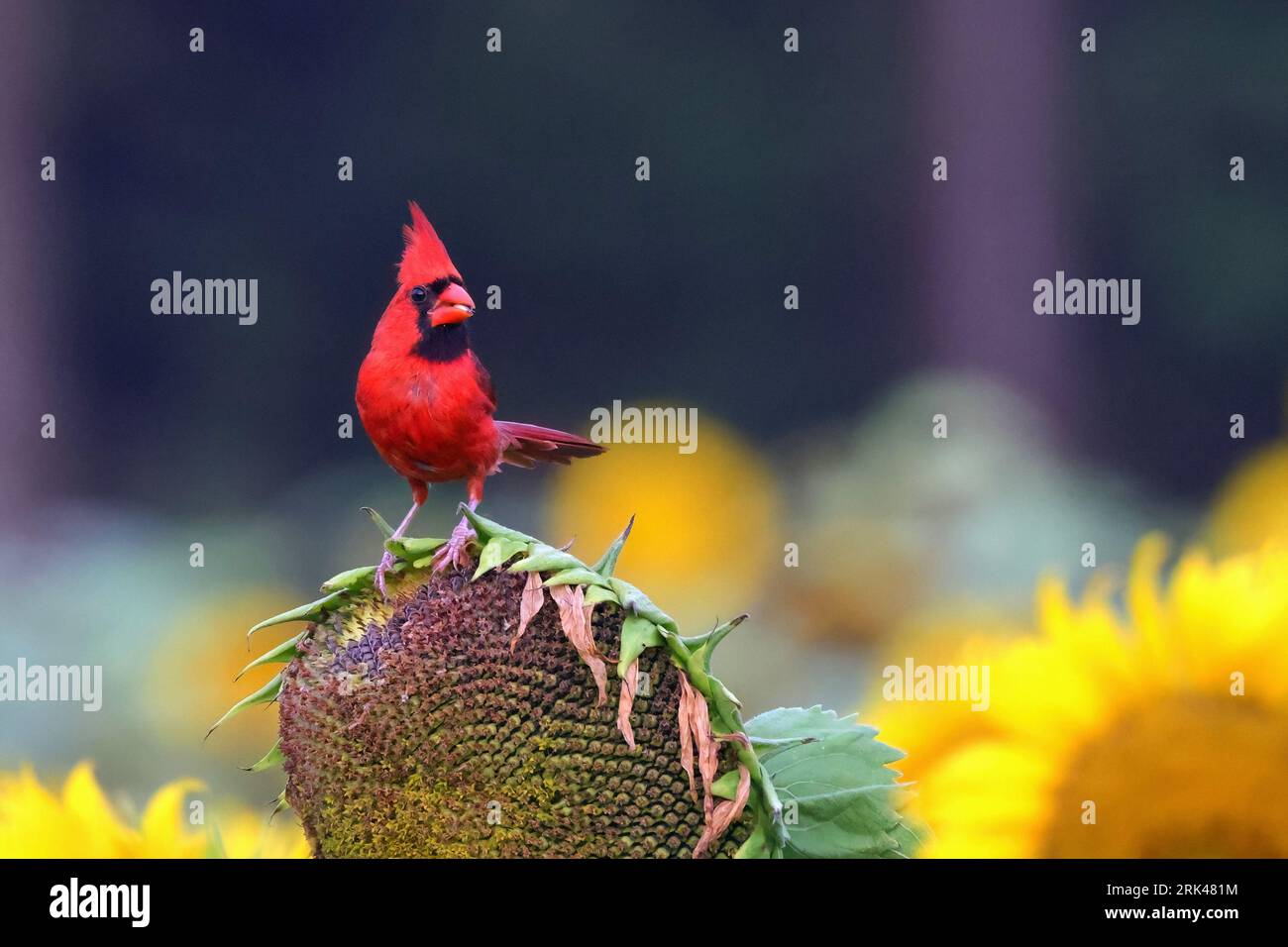 A Red cardinal (Cardinalis cardinalis) perched atop a vibrant yellow ...