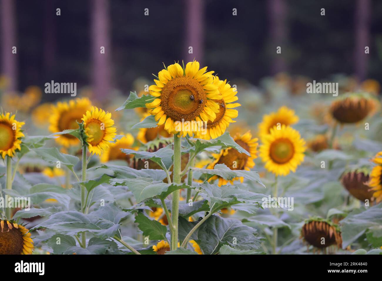 An idyllic landscape with a sprawling sunflower field against the ...
