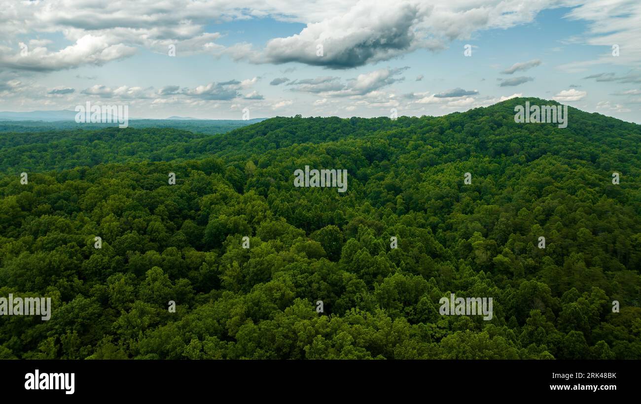 An aerial view of a forest with trees with expansive clouds in a bright ...