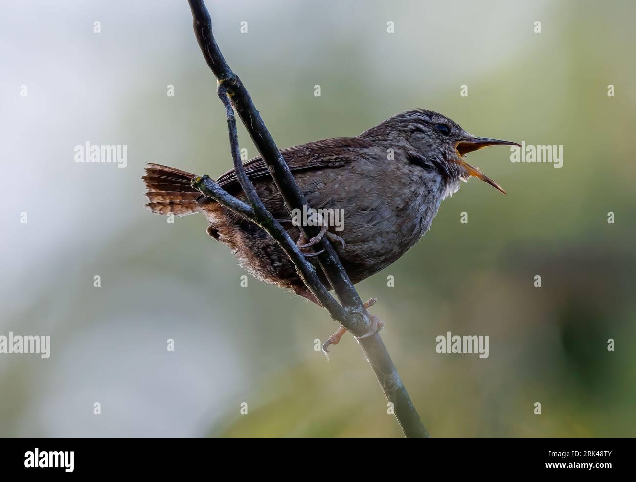 Sparrow flitting hi-res stock photography and images - Alamy