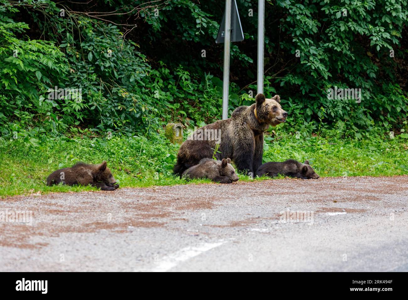 European Brown Bear in the Carpathians of Romania Stock Photo - Alamy