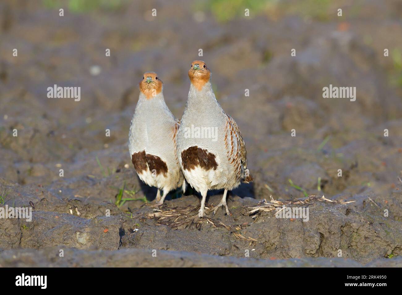 Partridge Family Birds