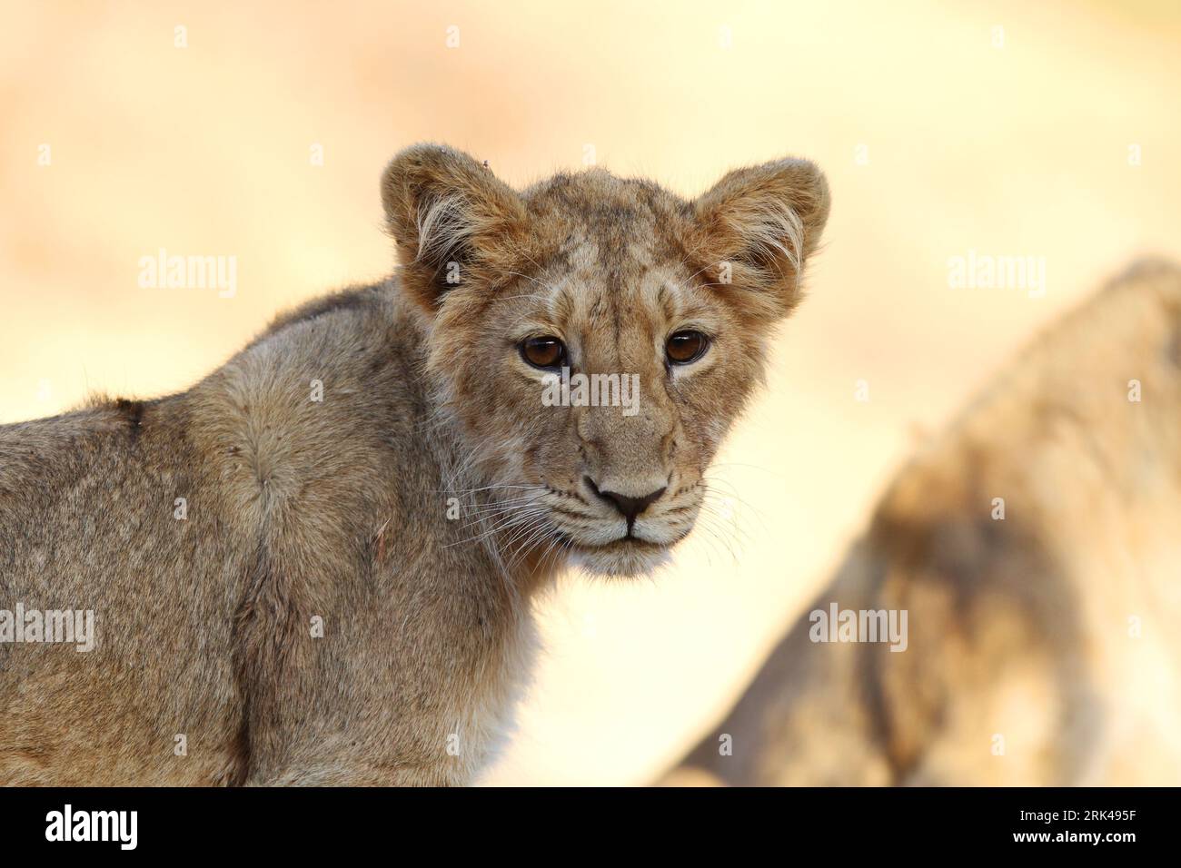 Asiatic lion (Panthera leo leo) cub in Gir national park in Gujarat ...