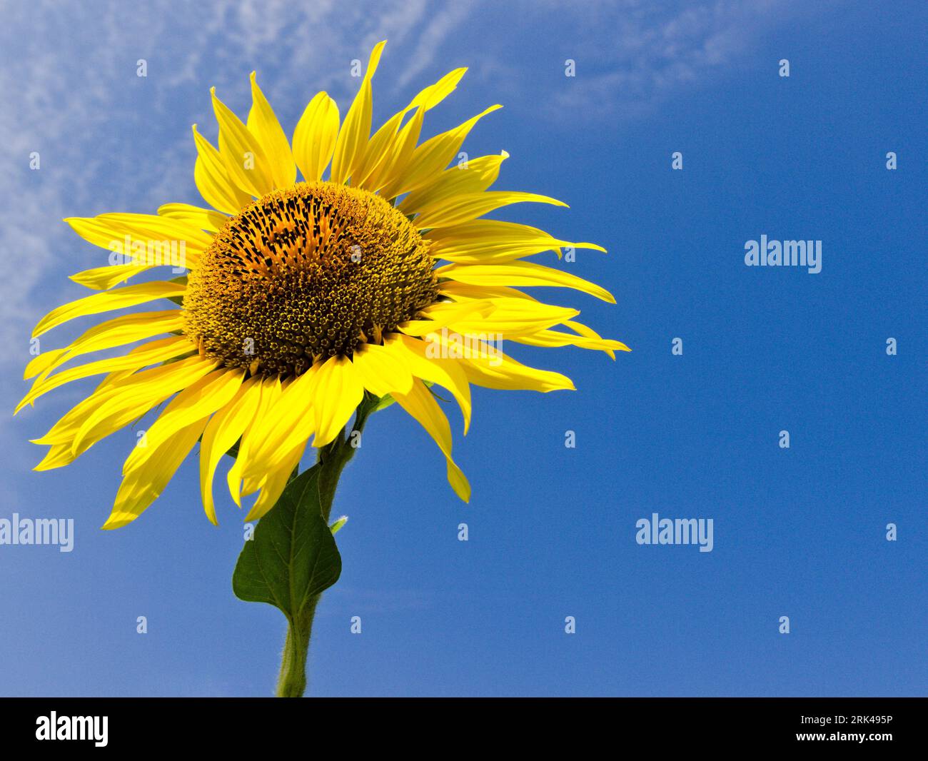 Sunflower wallpaper hi-res stock photography and images - Alamy