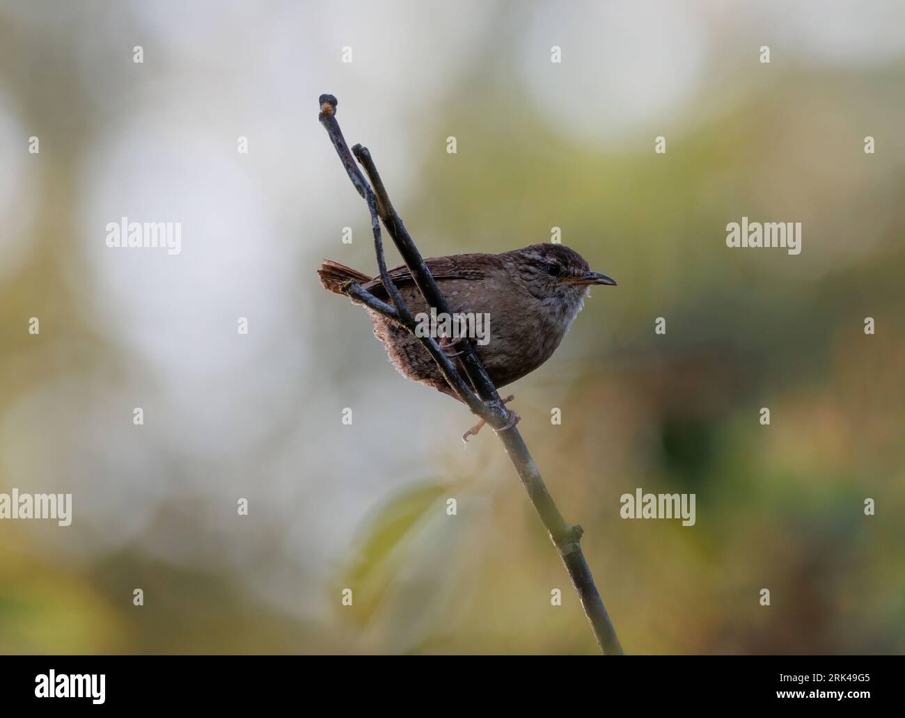 Sparrow flitting hi-res stock photography and images - Alamy