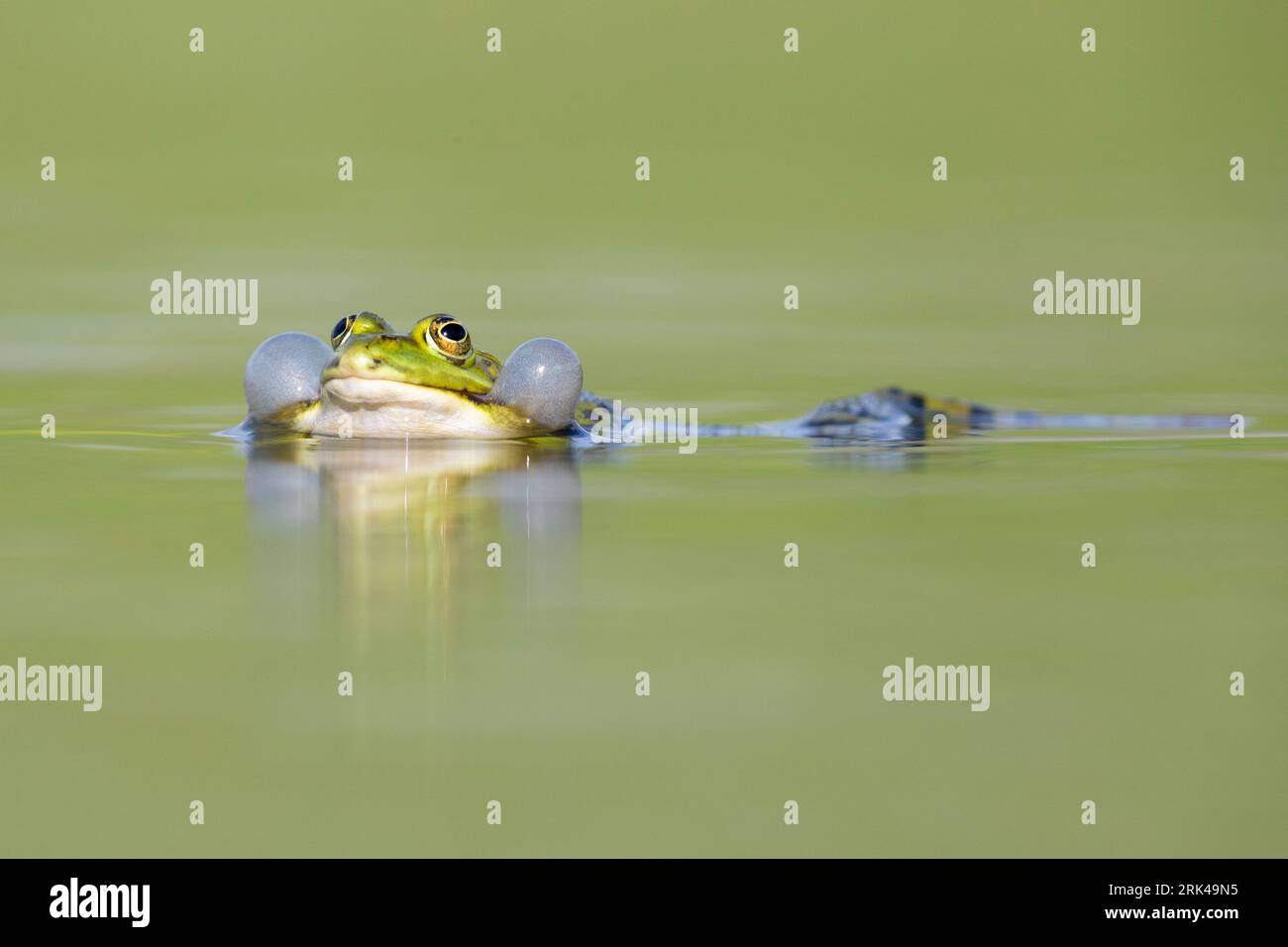 Italian Pool Frog (Pelophylax bergeri), adult male inflating its sacs ...