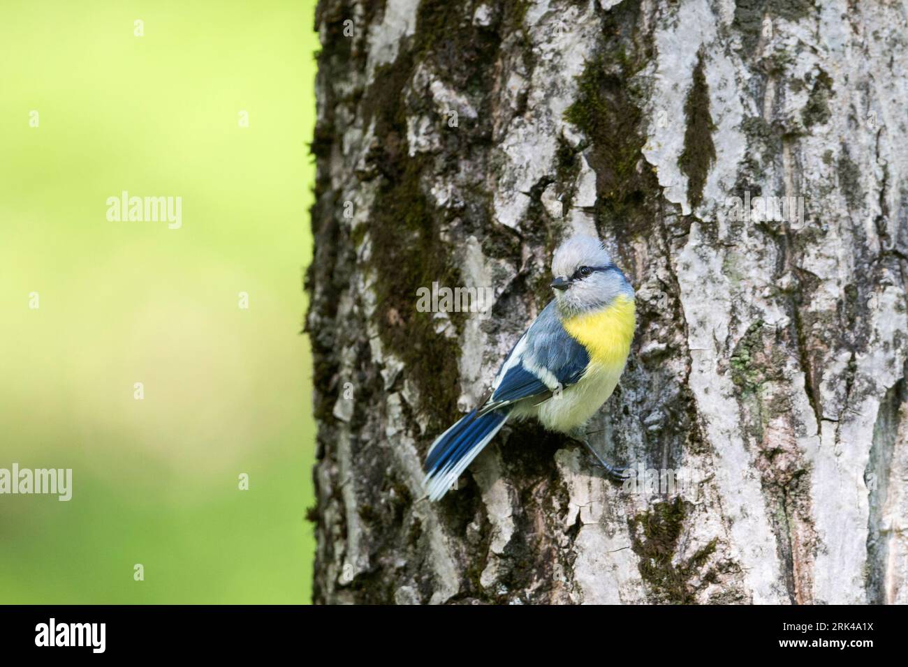 Yellow-breasted Tit - Lasurmeise - Cyanistes cyanus ssp. flavipectus ...