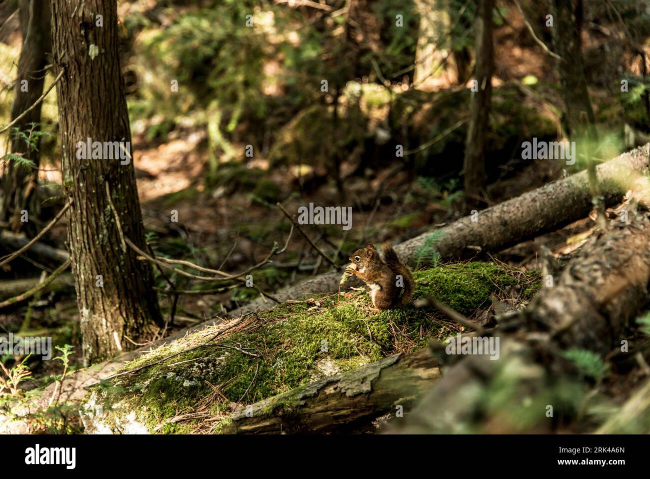 American red squirrel Tamiasciurus hudsonicus pine squirrel or ...