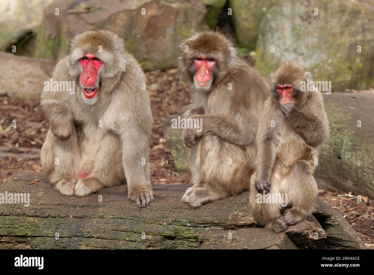A family of Japanese macaque monkeys, including (left to right) the ...