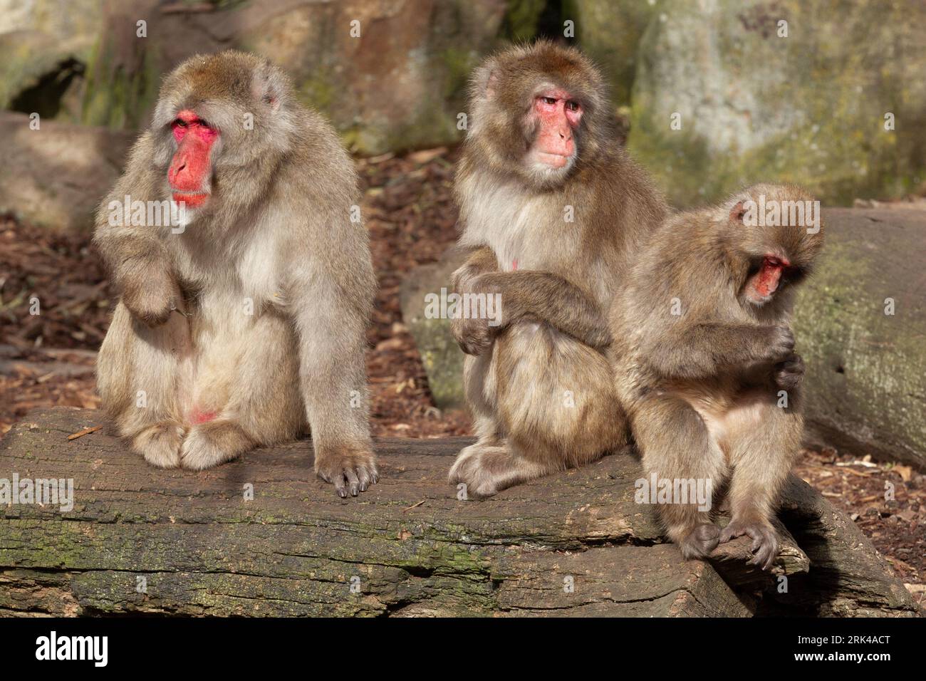A family of Japanese macaque monkeys, including (left to right) the ...