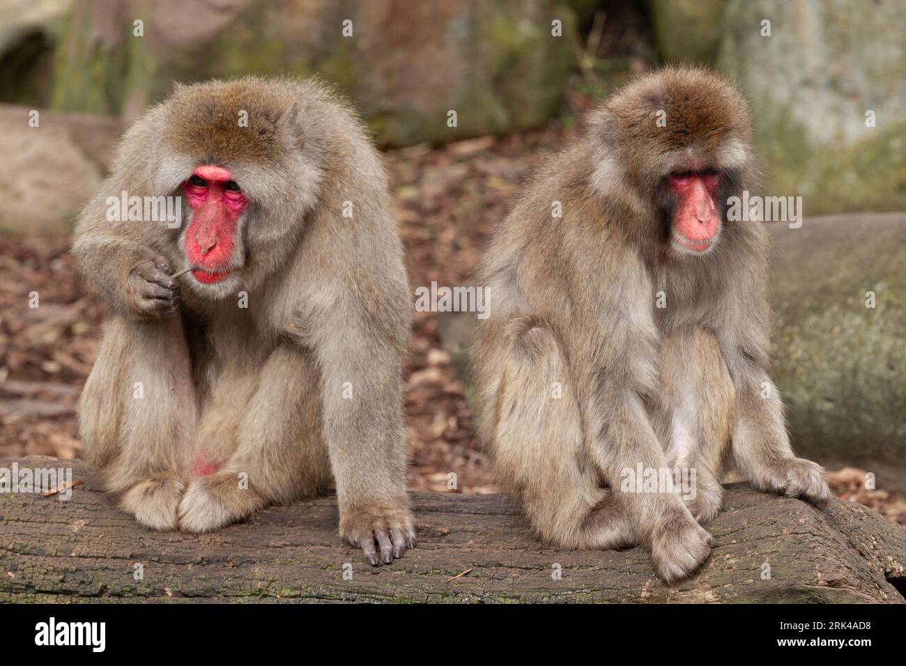 Japanese macaque monkeys, also known as snow monkeys or (in Japanese ...