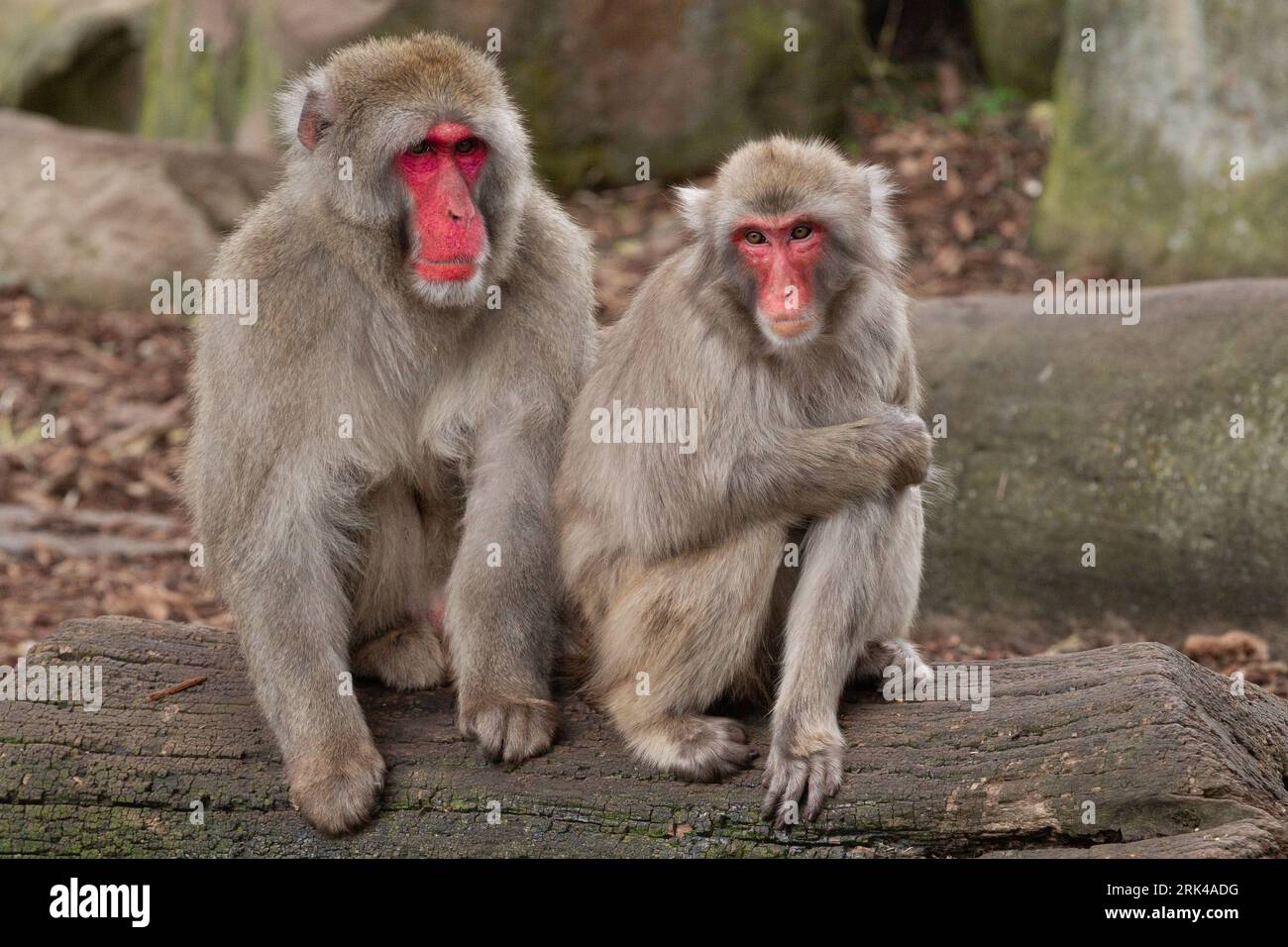 Nihon saru hi-res stock photography and images - Alamy