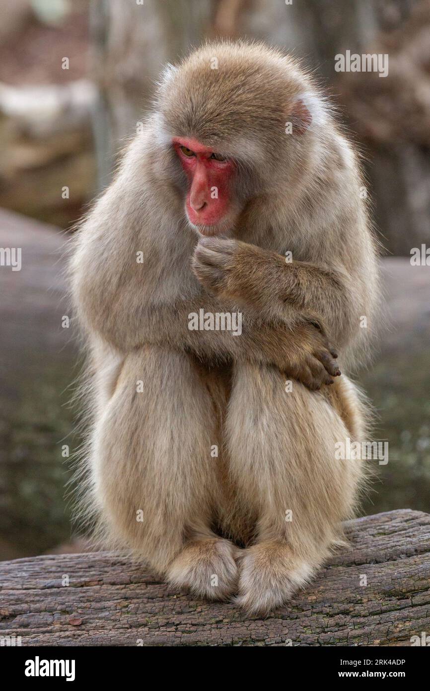 The Japanese macaque monkey (Mucaca Fuscata), also known as the snow ...