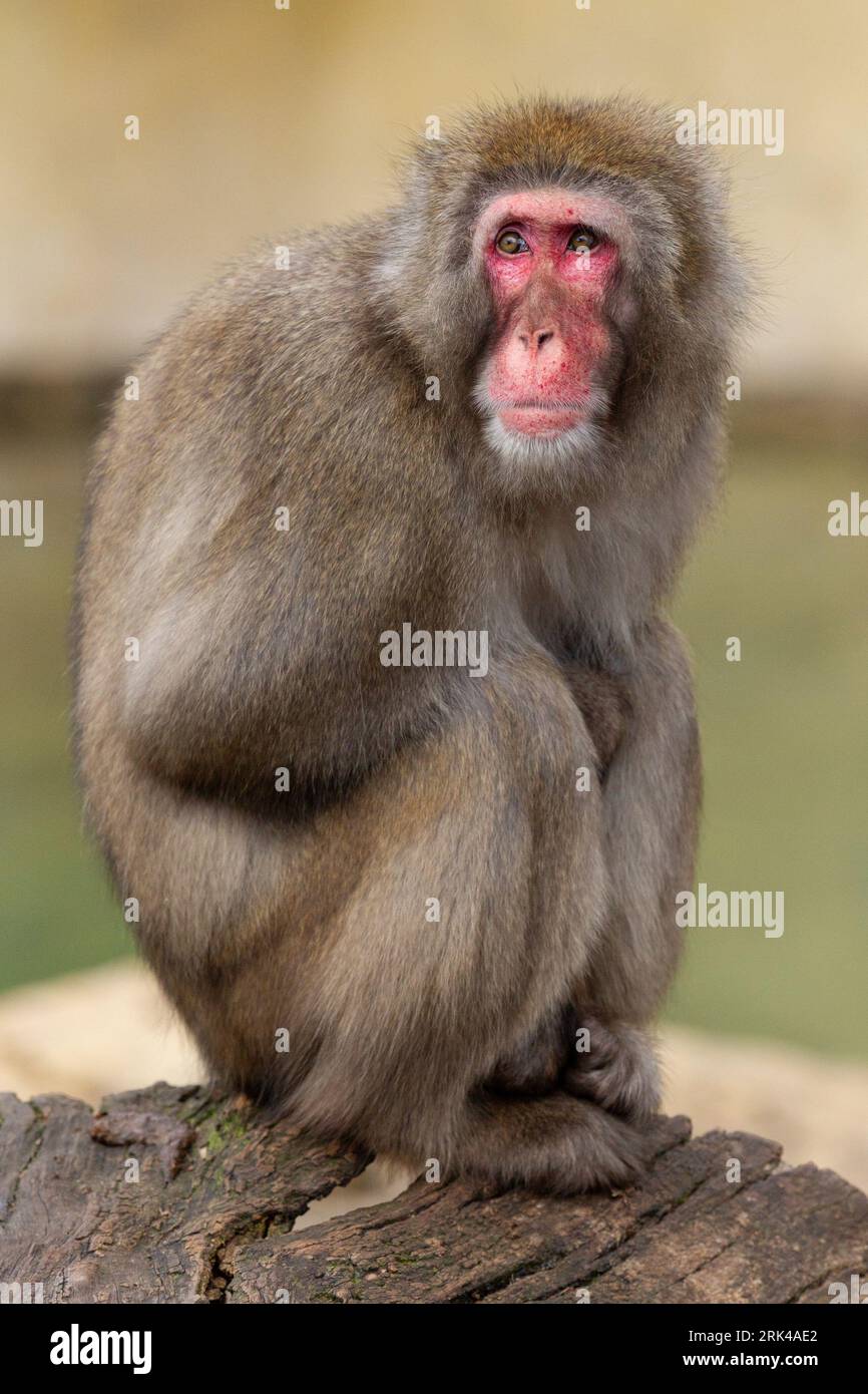 The Japanese macaque monkey (Mucaca Fuscata), also known as the snow ...