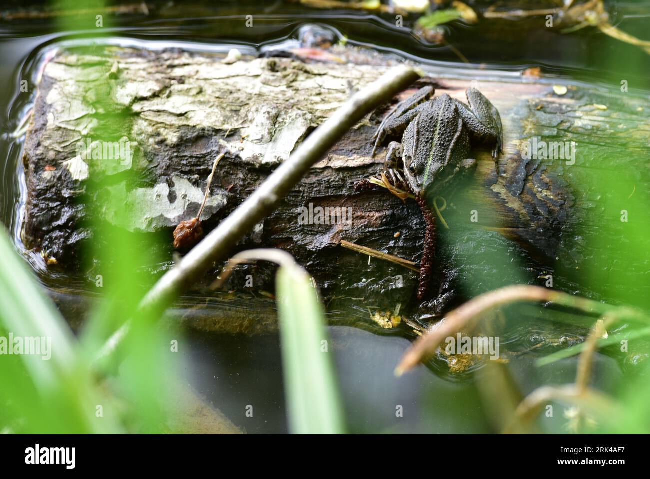 Frog in a log isolated hi-res stock photography and images - Alamy