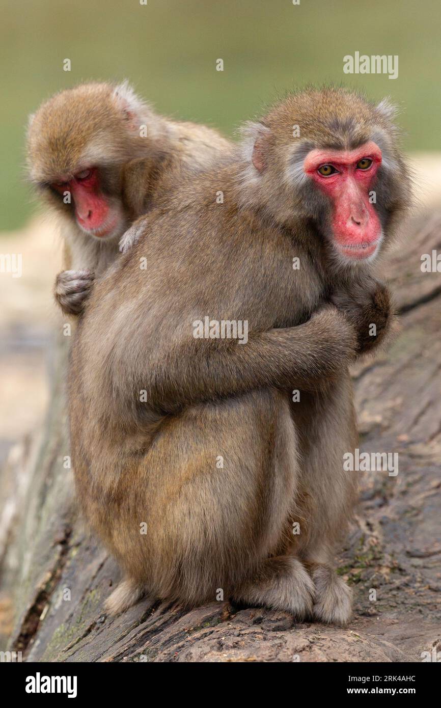 Nihonazaru hi-res stock photography and images - Alamy