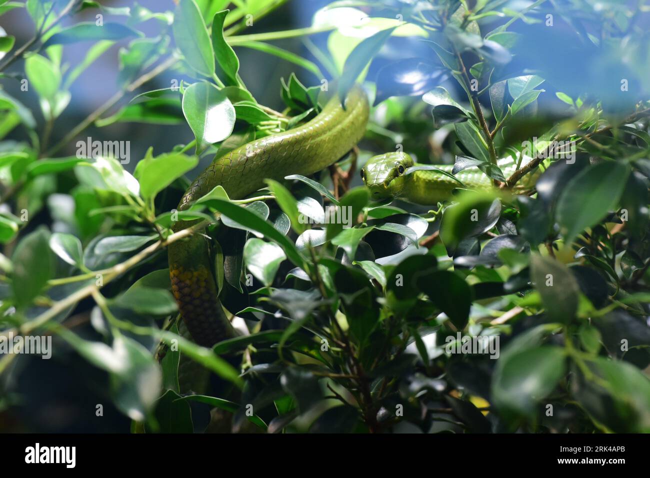 Snake coiled around branch hi-res stock photography and images - Alamy