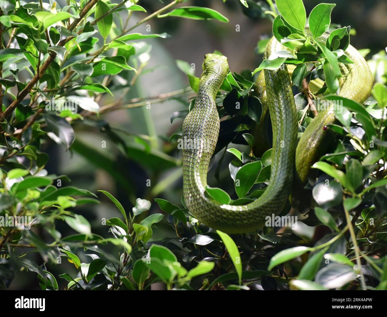 Snake coiled around branch hi-res stock photography and images - Alamy