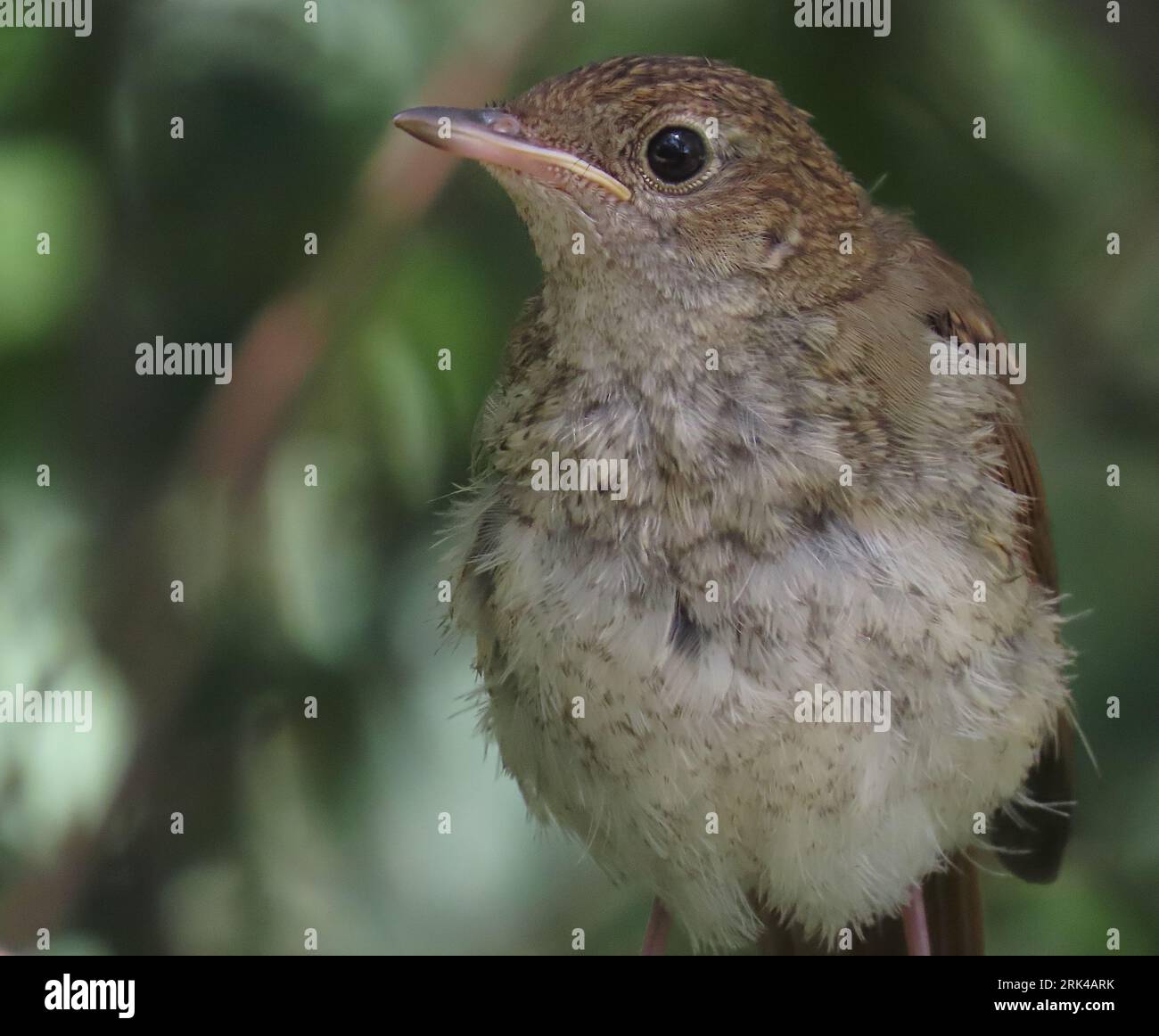 A closeup of a Common nightingale on the background of blurred green ...