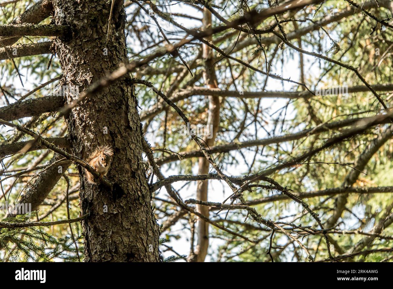 American red squirrel Tamiasciurus hudsonicus pine squirrel or ...