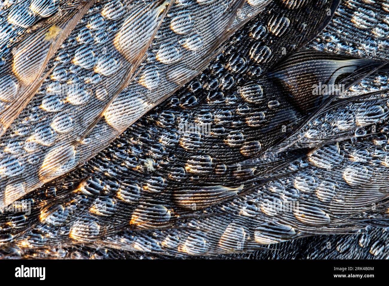 Dewdrops on the feathers of a dead Barnacle Goose Stock Photo - Alamy