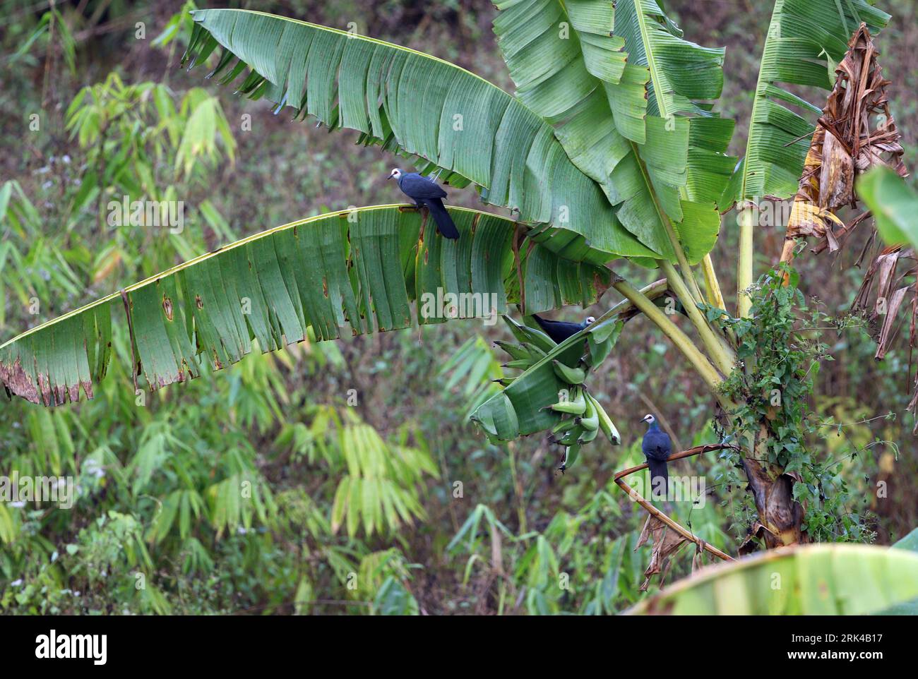 Sula Cuckoo-dove (Turacoena sulaensis) on the island Taliabu, part of ...