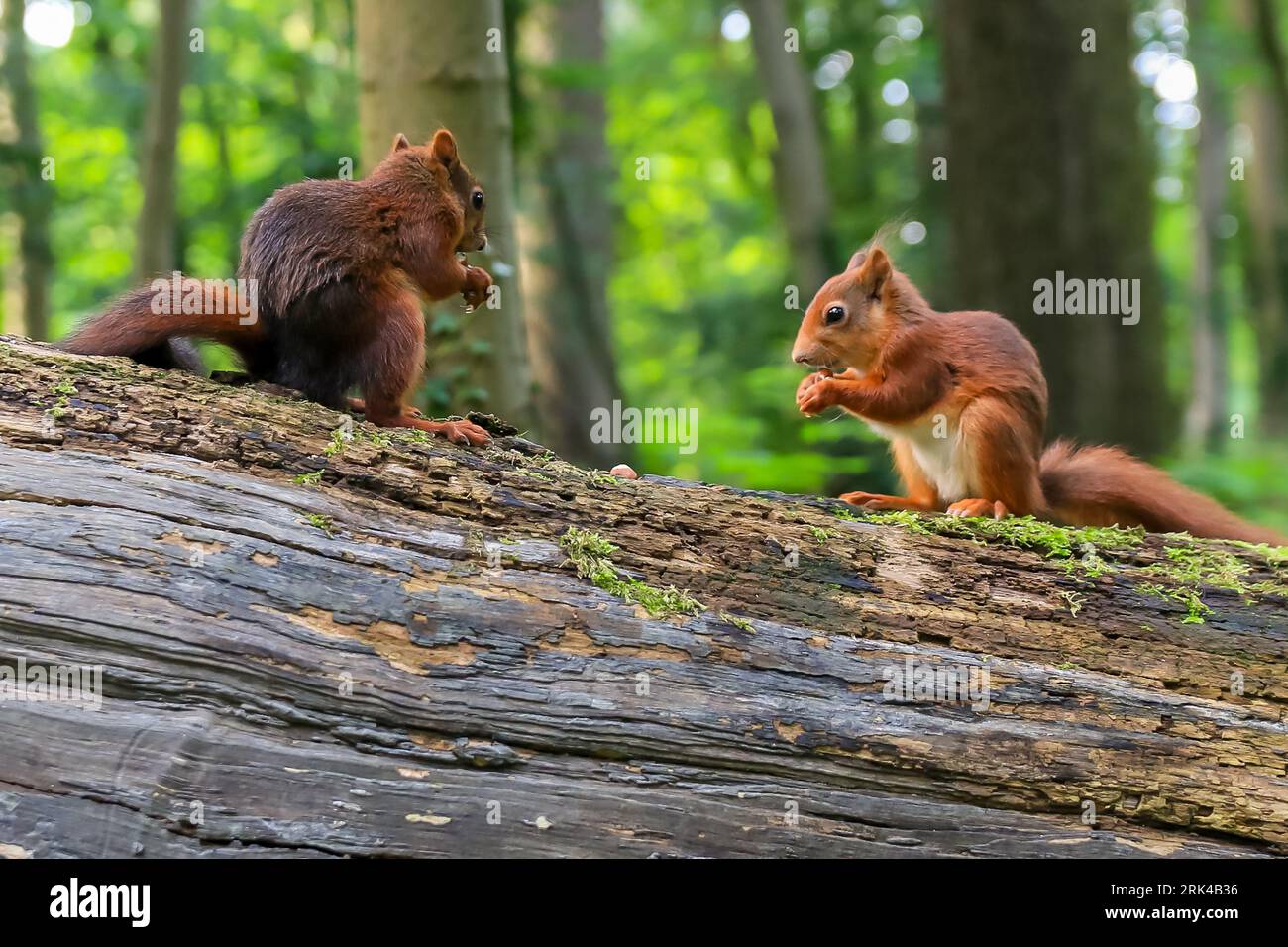 Two small, furry red squirrels stand atop a tree trunk, each holding a ...