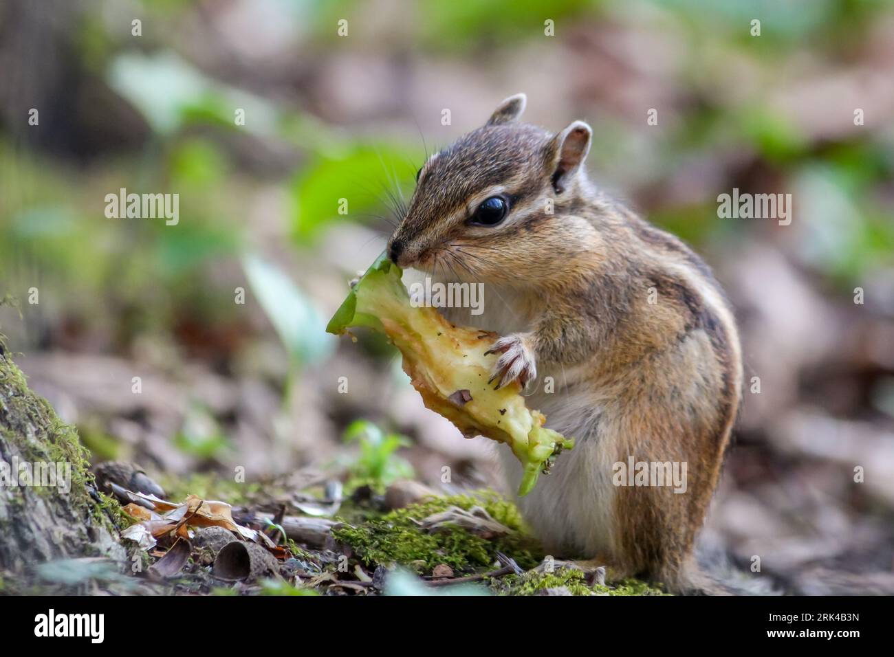 A cute chipmunk perched atop a log in a forest eating the leftovers of ...
