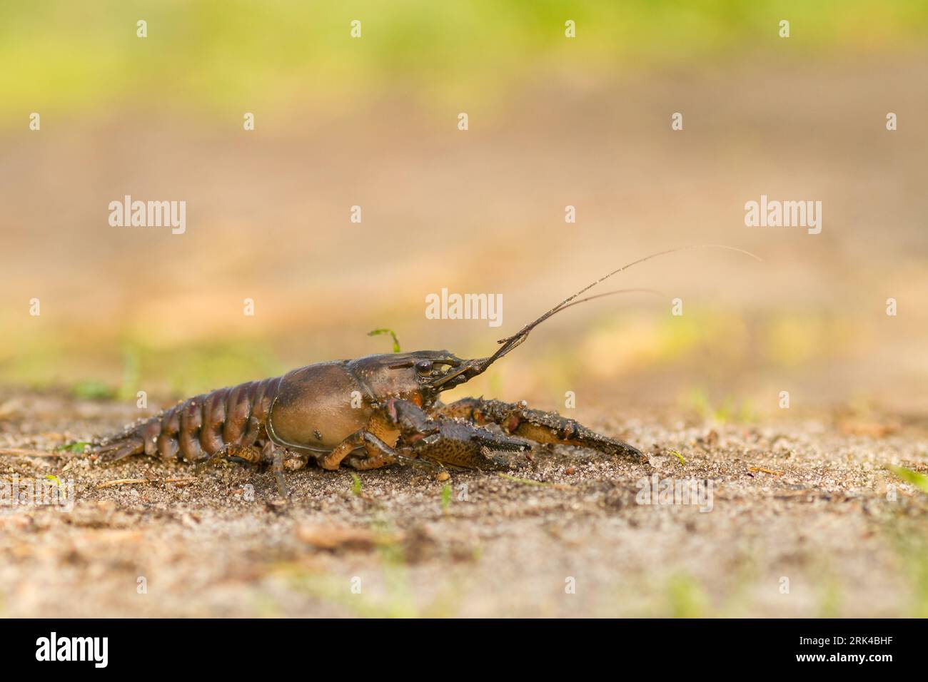 Edelkrebs hi-res stock photography and images - Alamy