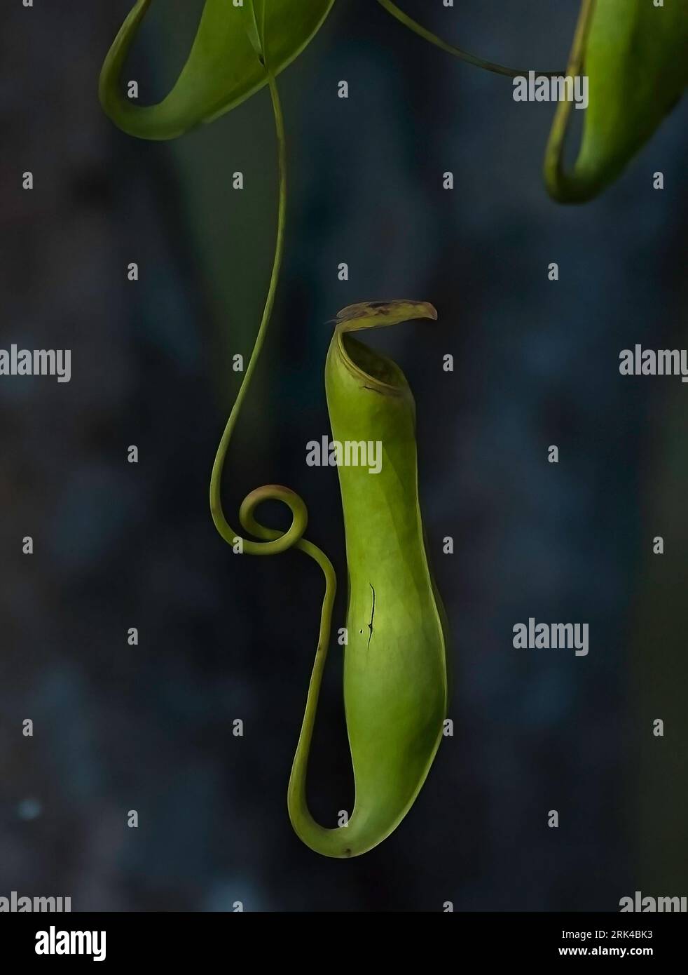 Slender Pitcher Plant (Nepenthes gracilis). This species has small ...