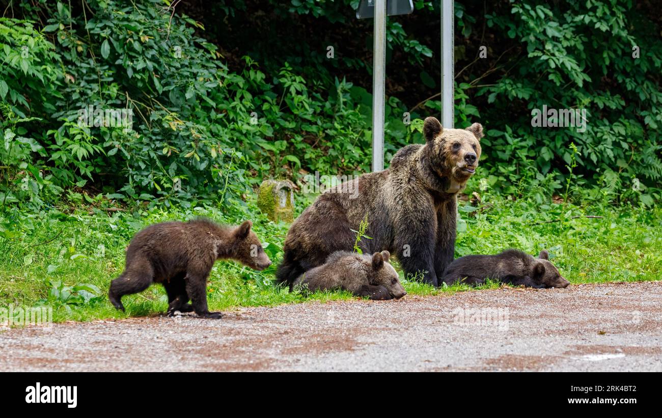 European Brown Bear in the Carpathians of Romania Stock Photo - Alamy