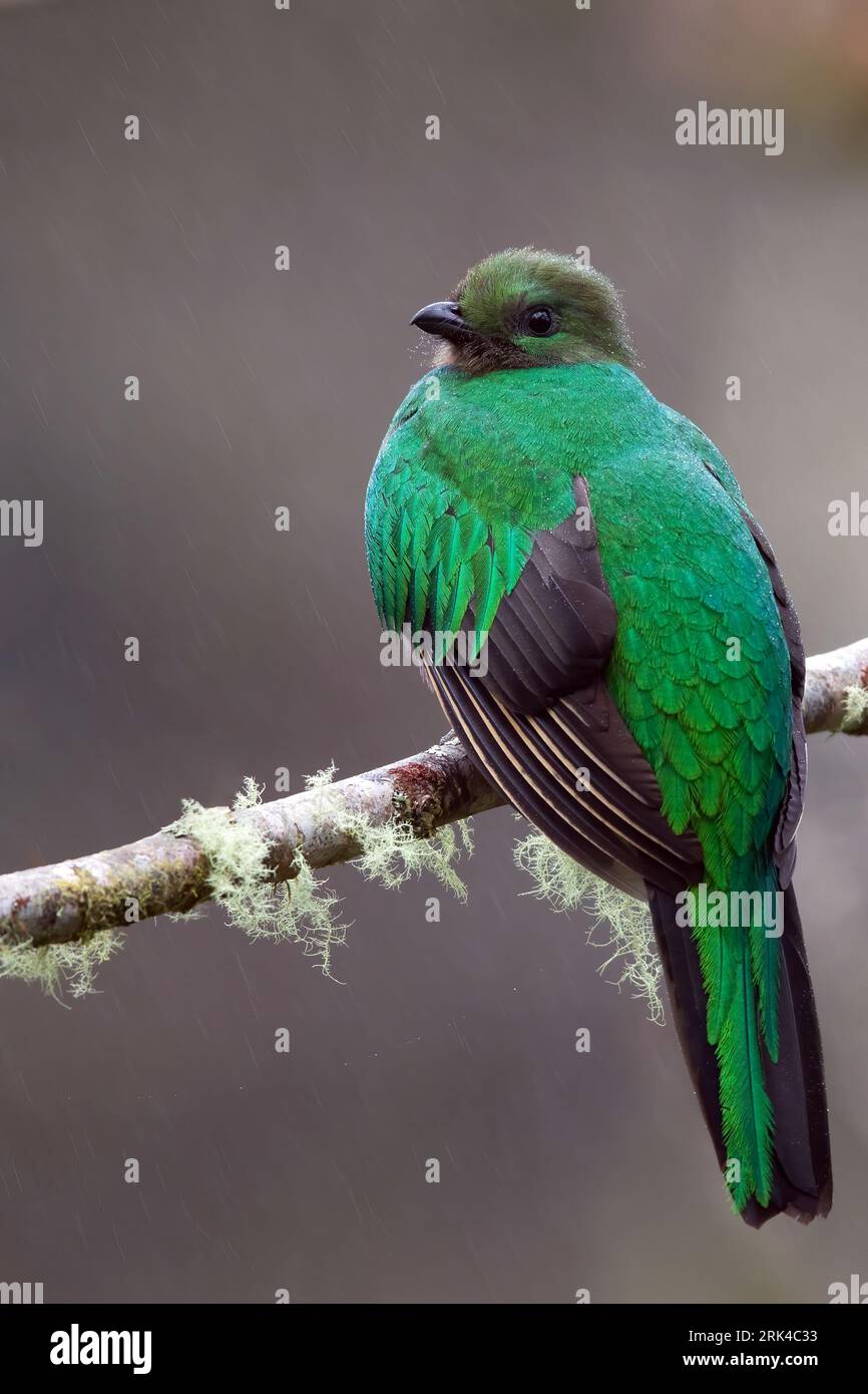 Female Quetzal Bird