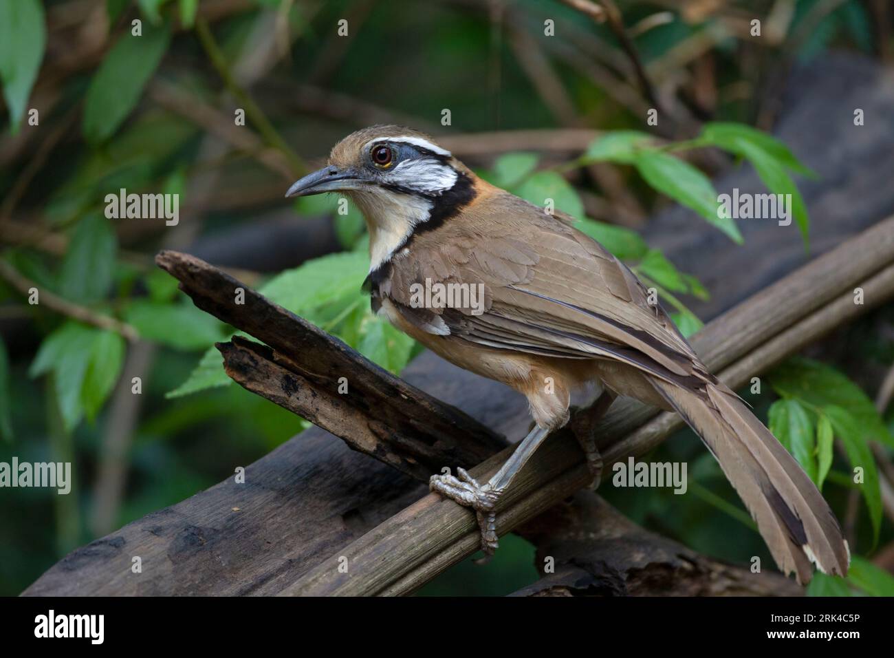 Greater Necklaced Laughingthrush (Pterorhinus pectoralis) at Kaeng ...