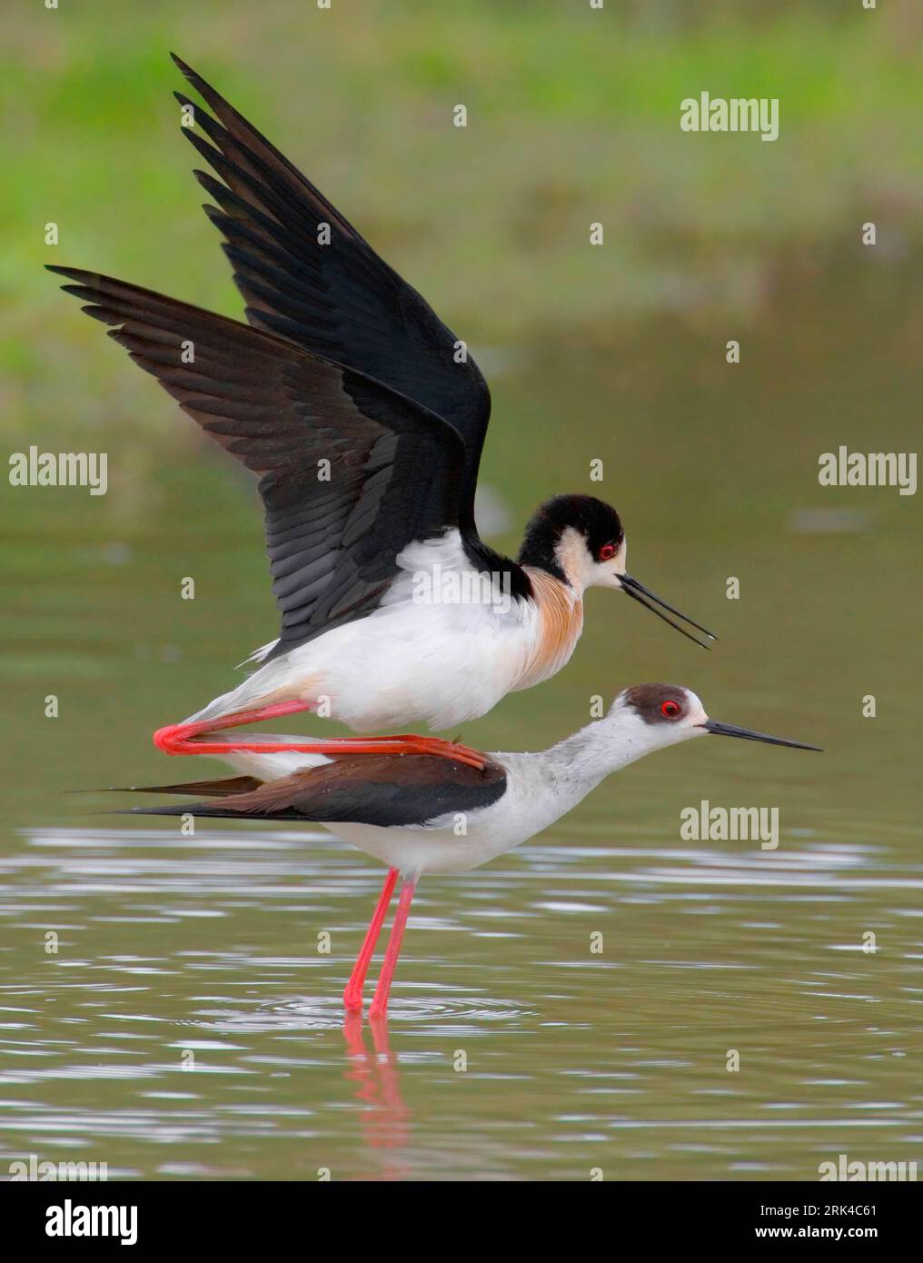 Steltkluut, Black-winged Stilt, Himantopus himantopus Stock Photo - Alamy